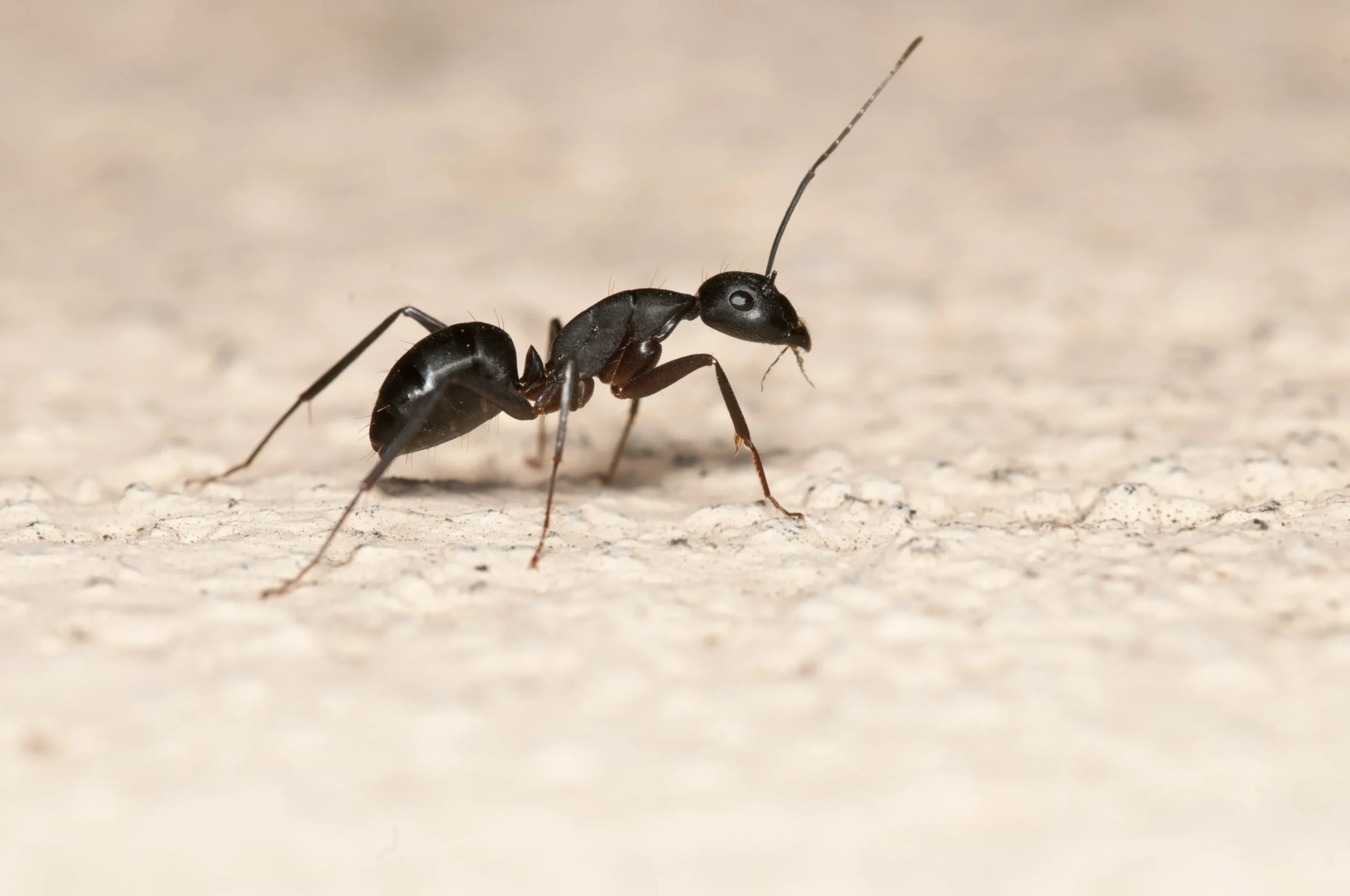 Protecting Your Springs Home from Destructive Carpenter Ants
