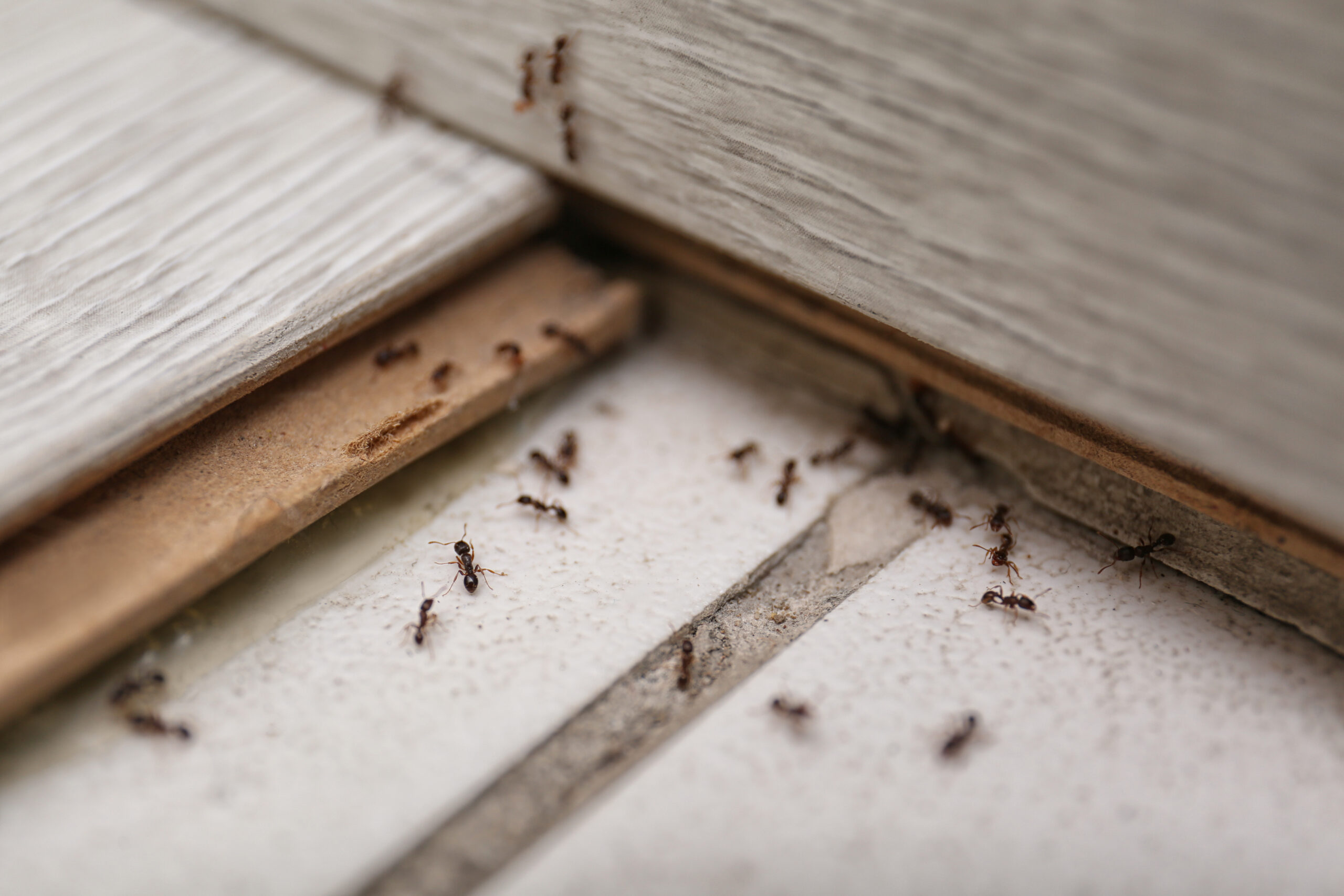 Colorado Springs Ants: Why High Altitude Doesn't Stop Them